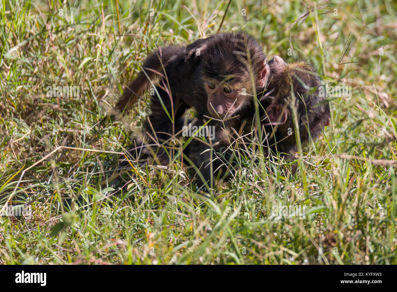 Cute baboon babies playing in grass, family of mokeys, October 2017 ...