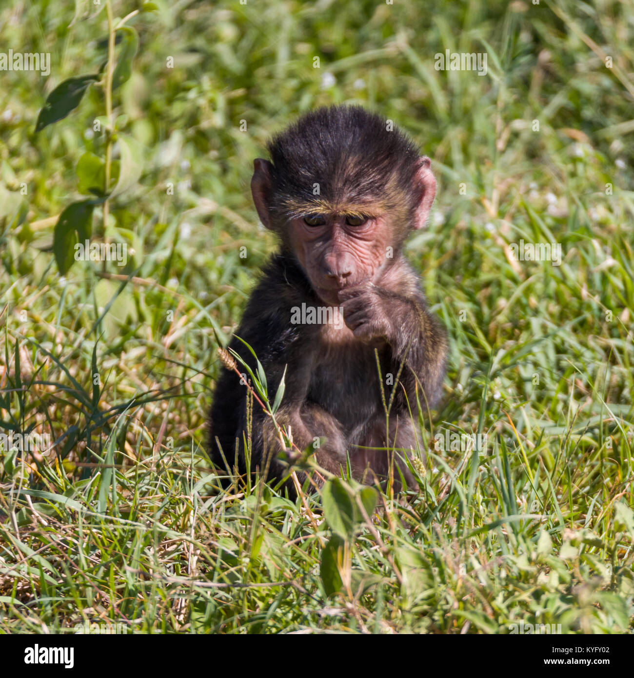 Cute baby baboon sitting on in grass, family of mokeys is playing ...