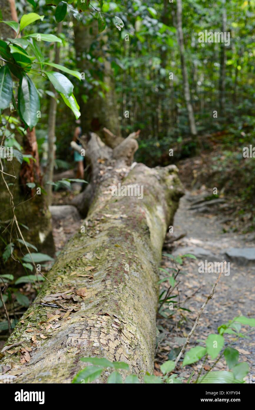 Tree fallen in a rainforest, next to a walking path, Finch Hatton Gorge ...