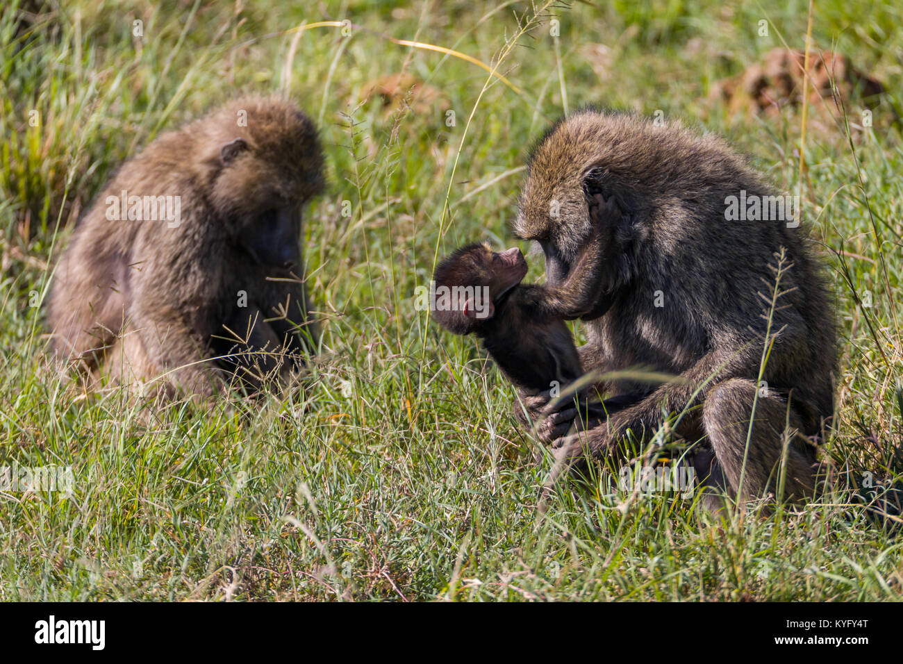 Cute baby baboon hanging on its mother, family of mokeys is playing ...
