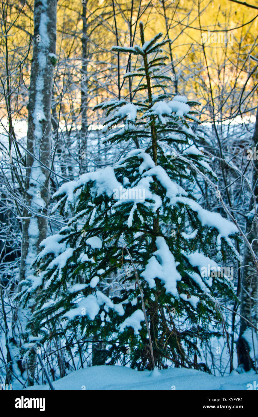 find the Christmas tree in the snow in the woods Stock Photo - Alamy