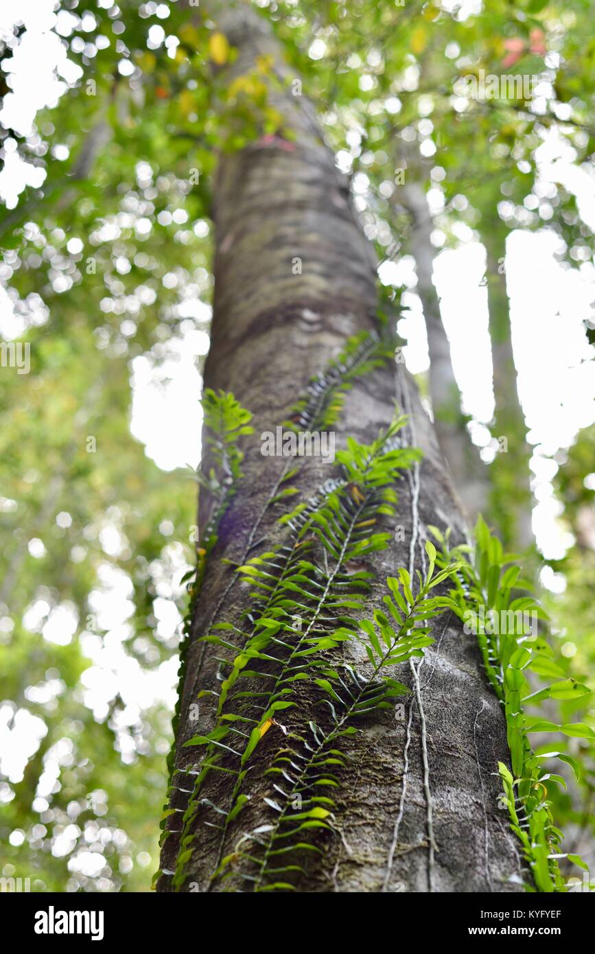 Fern like creeper climbing up a tree, with dappled sunlight and leaves ...