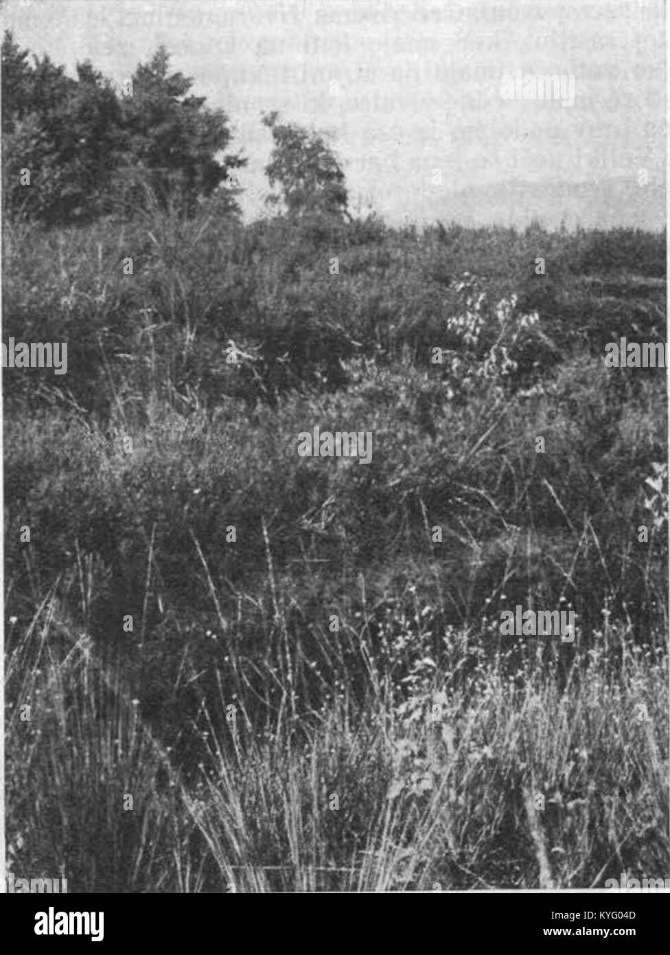 This photograph from 1943 shows a landscape near Grmeza, capturing the ...