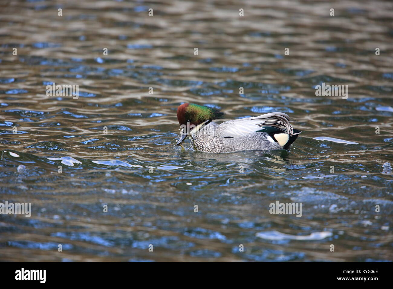 Falcated duck (Anas falcata) in Japan Stock Photo - Alamy