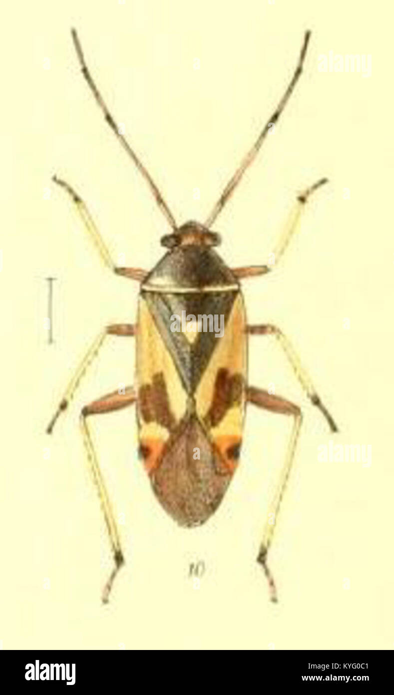 Polymerus unifasciatus (Fabricius, 1794 Stock Photo - Alamy