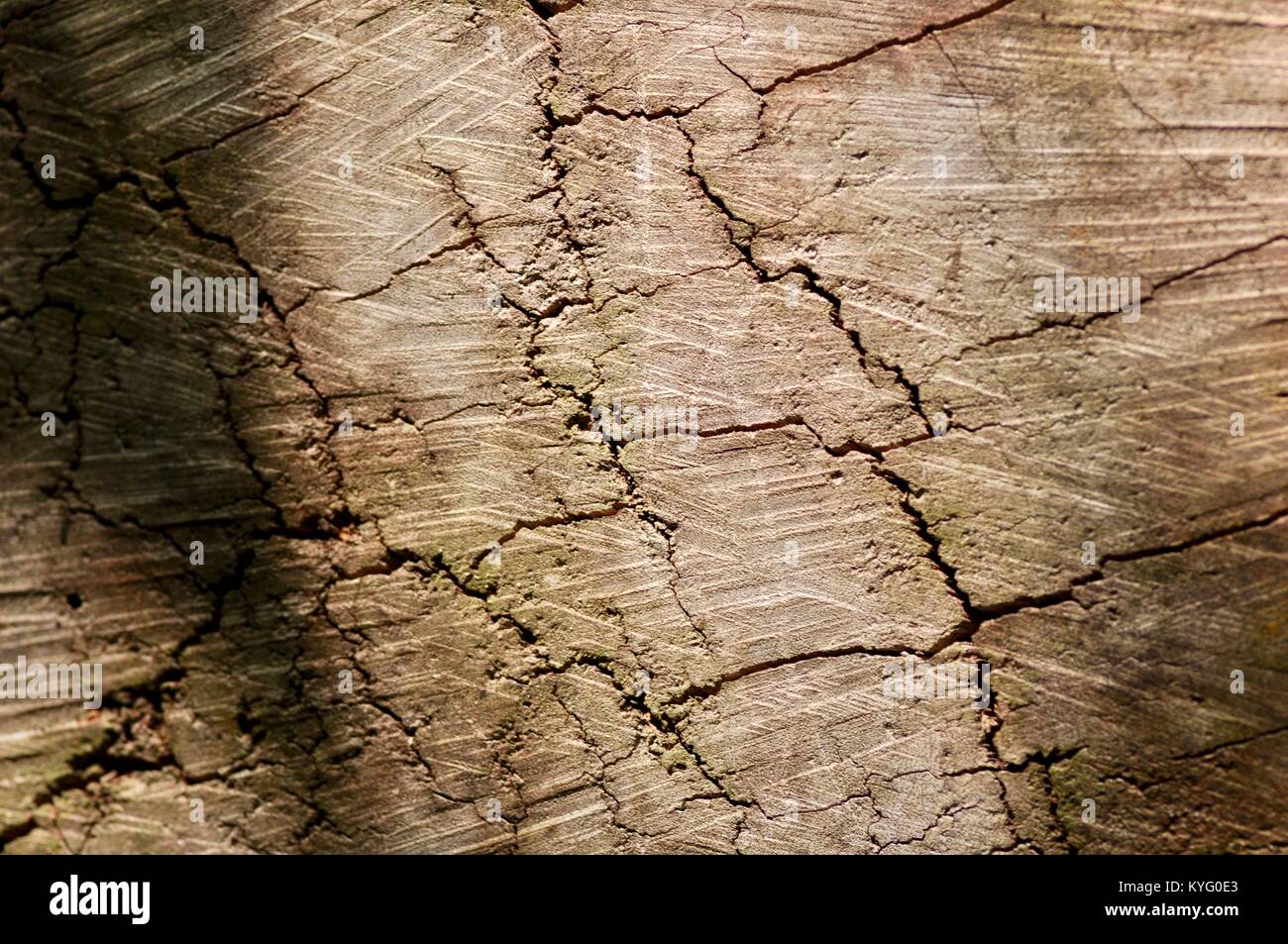 Cracked wood and patterns on a sawn tree trunk hi-res stock photography ...