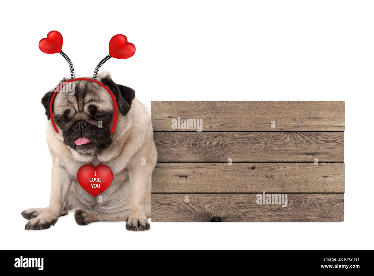being fed up Valentine's day pug dog with hearts diadem sitting down ...