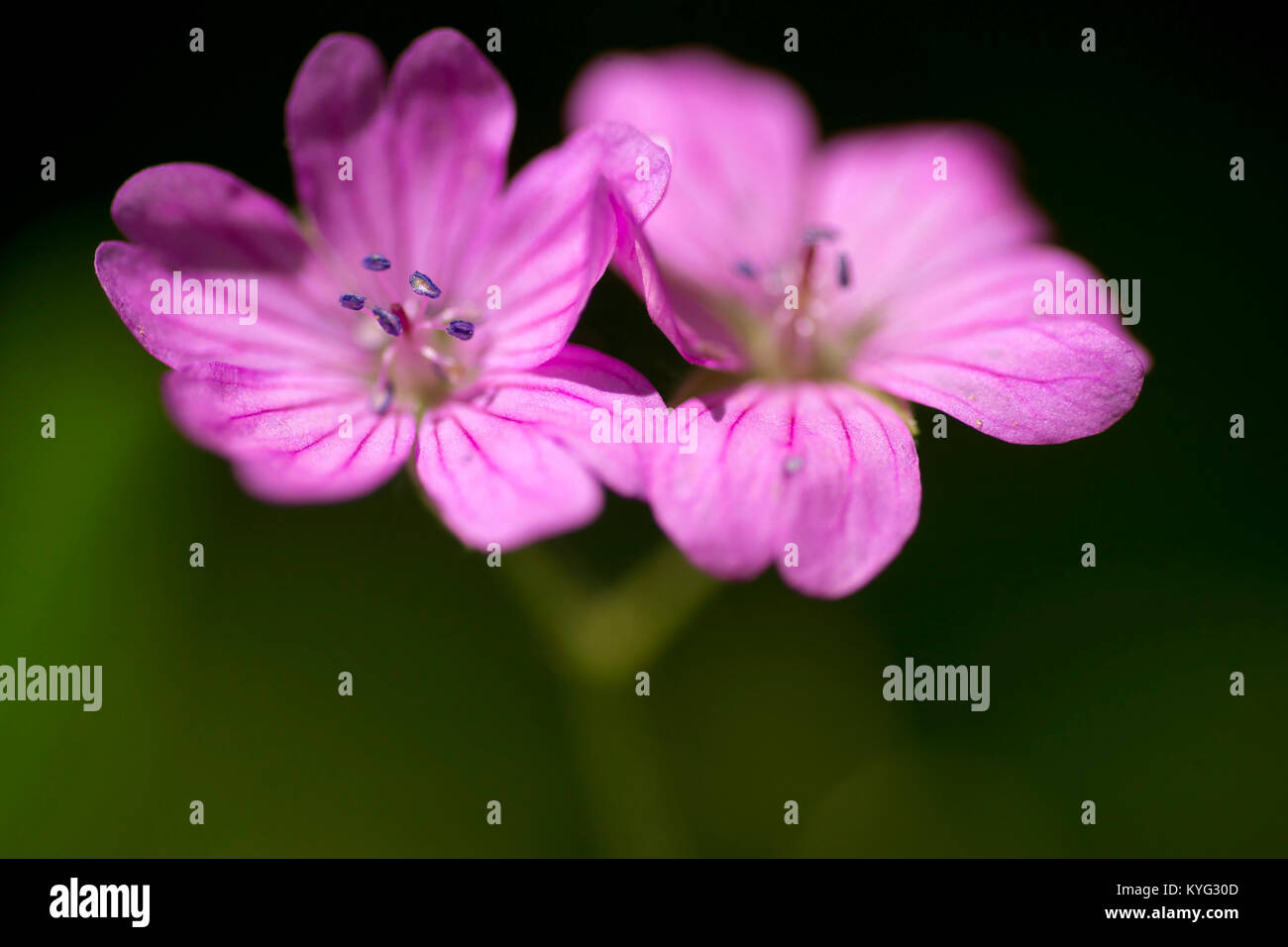 Beautiful purple Geranium flower in the nature Stock Photo - Alamy