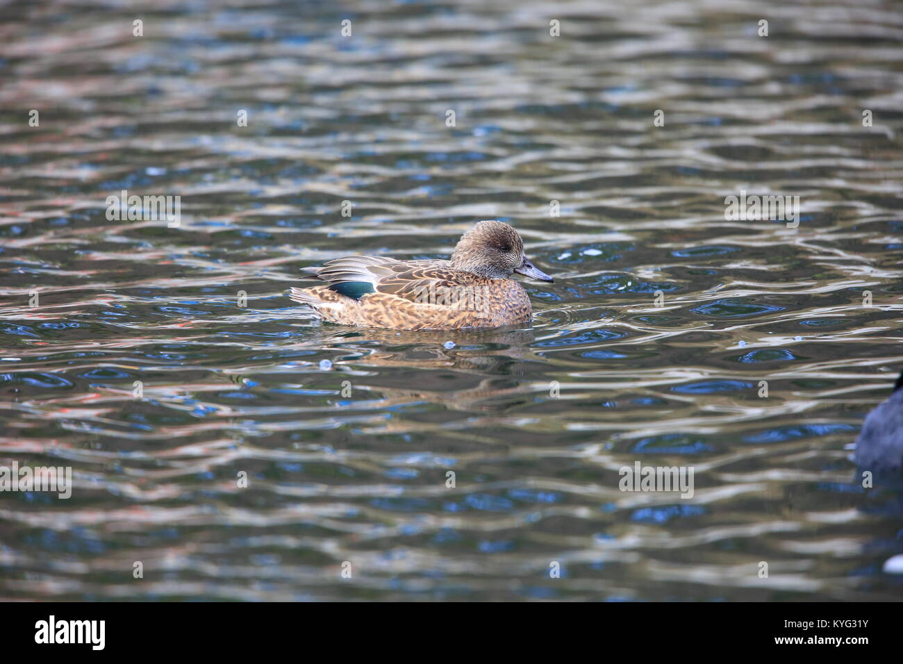 Falcated hi-res stock photography and images - Alamy