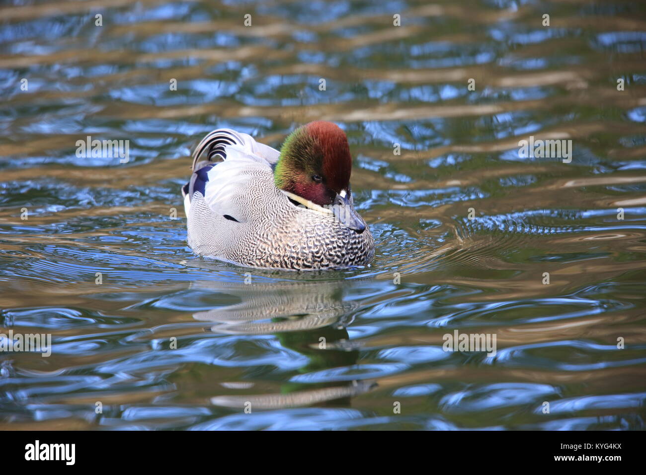 Falcated duck (Anas falcata) in Japan Stock Photo - Alamy
