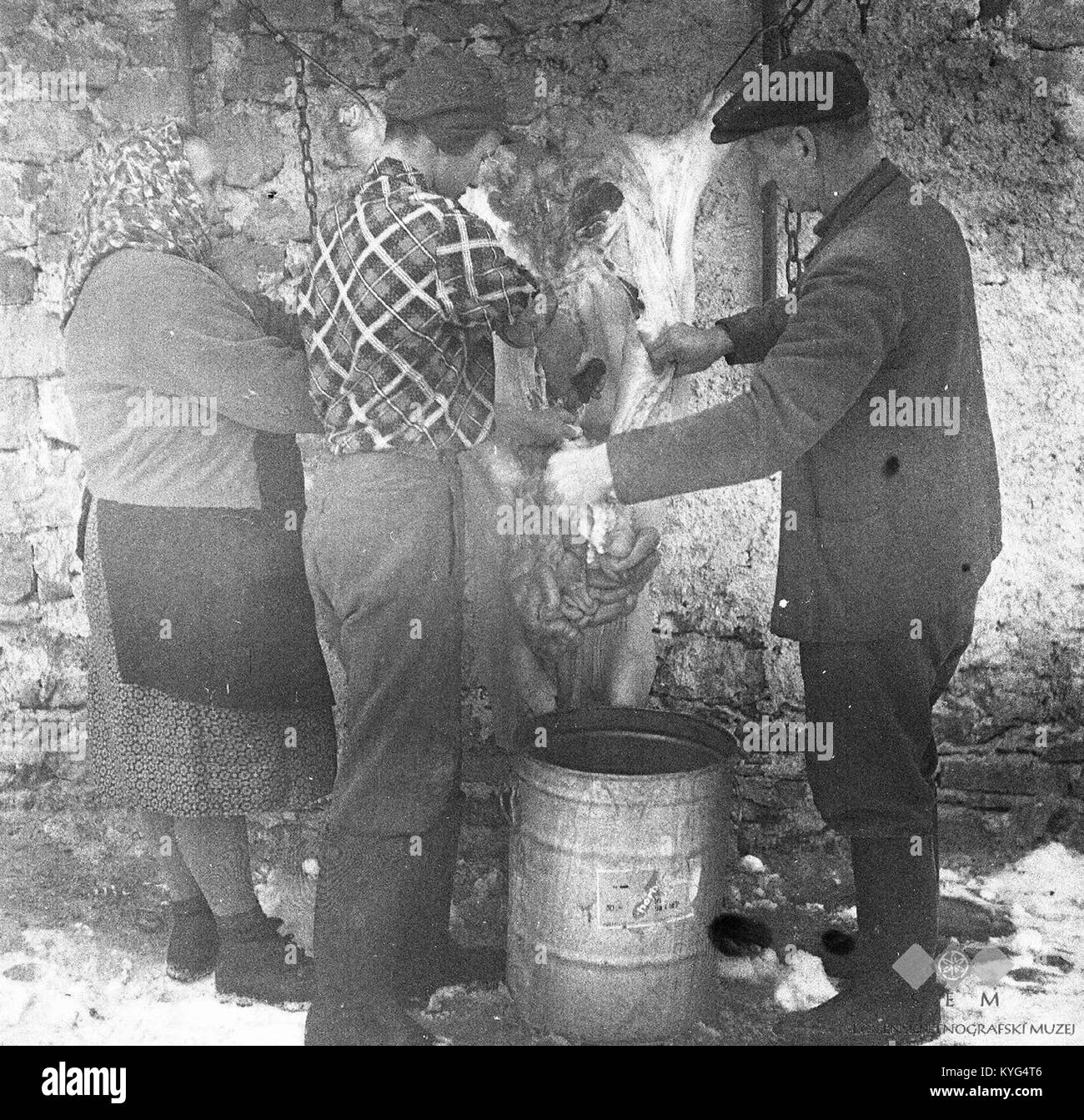Photograph from 1964 showing a traditional pig slaughter in Male ...