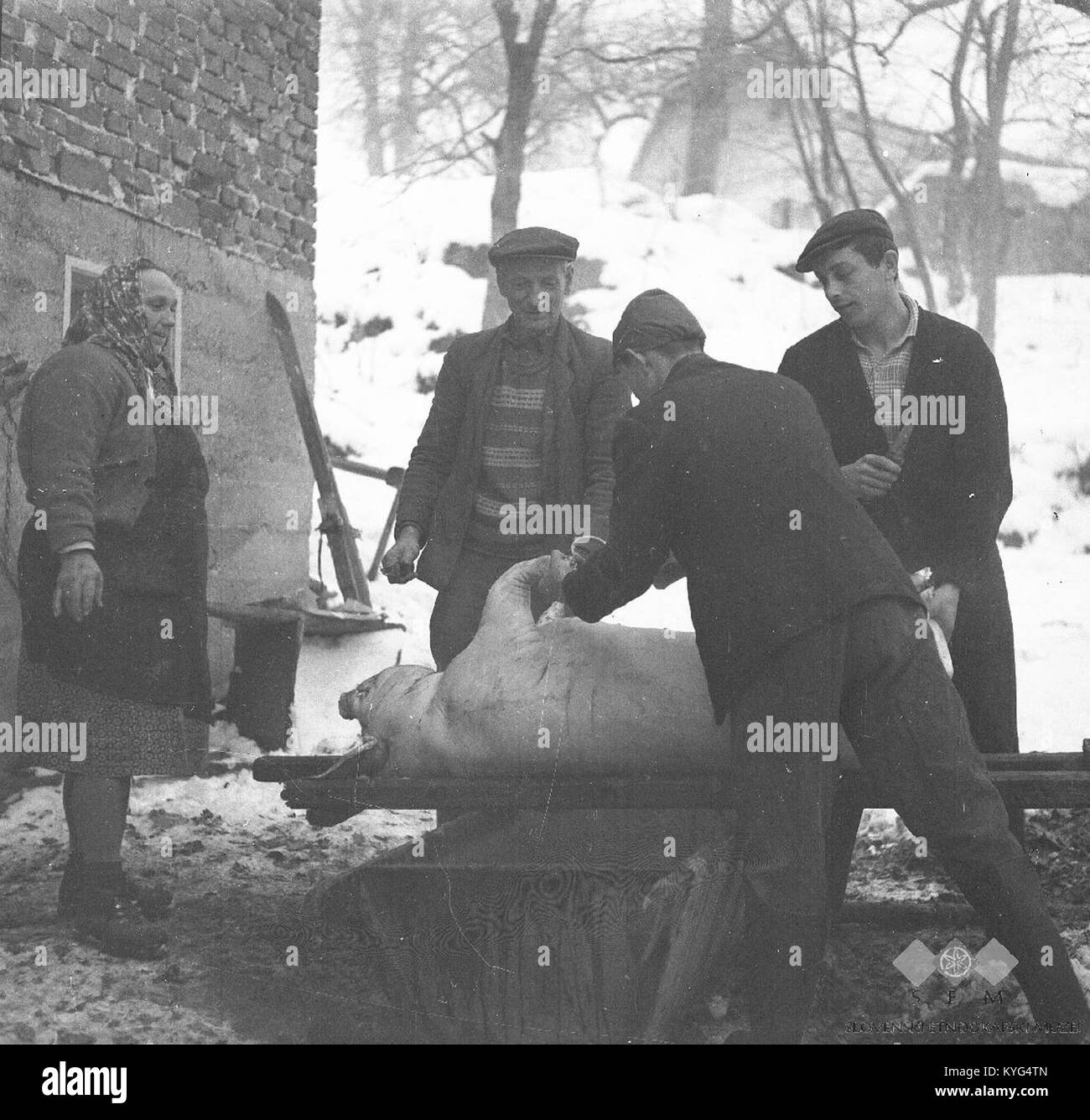 This photograph from 1964 shows the traditional process of pig ...