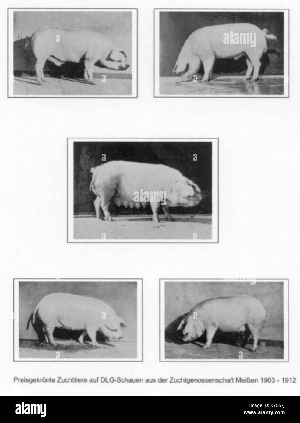 A photograph showing award-winning pigs from a German farm ...