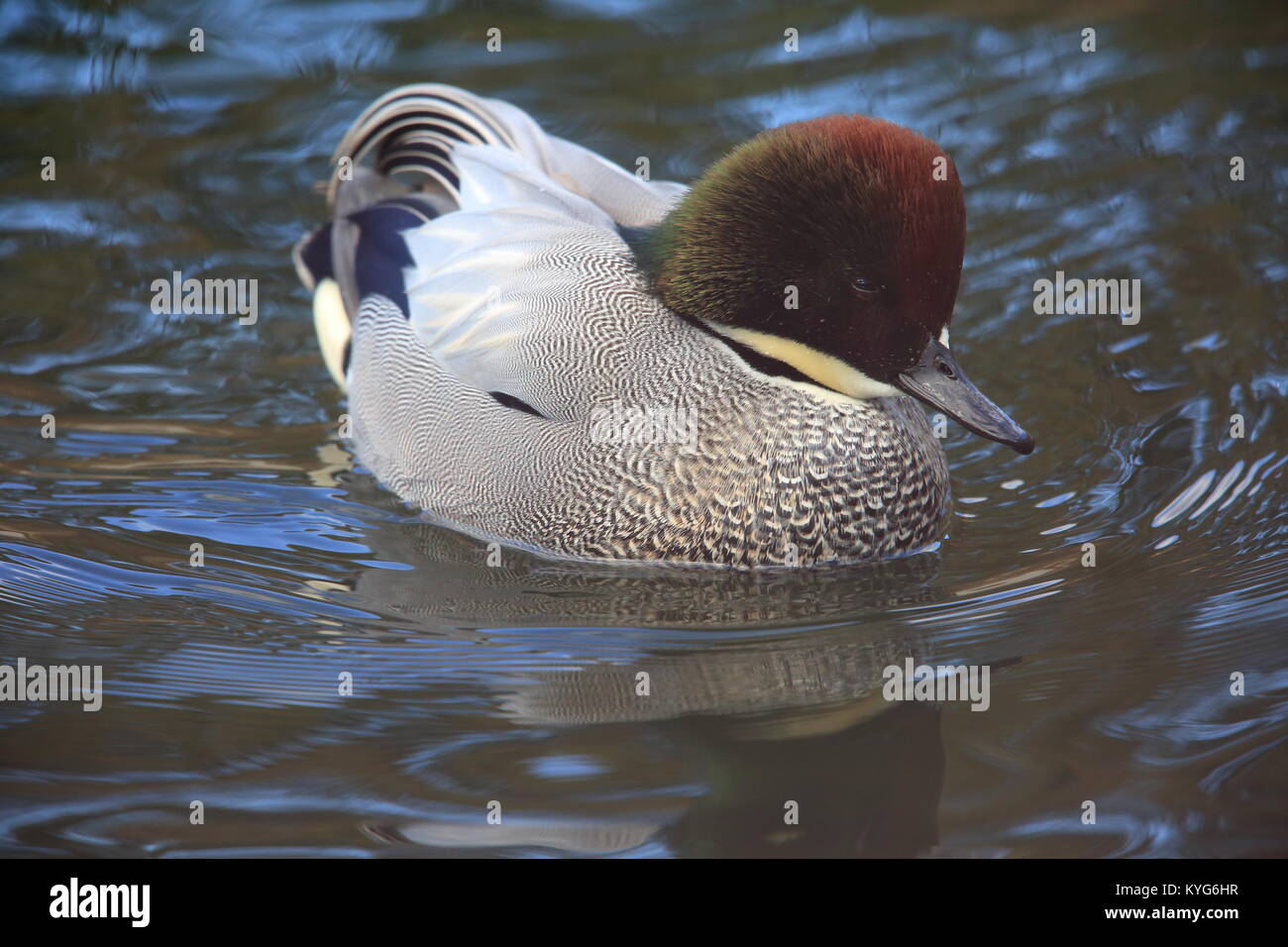 Falcated duck (Anas falcata) in Japan Stock Photo - Alamy