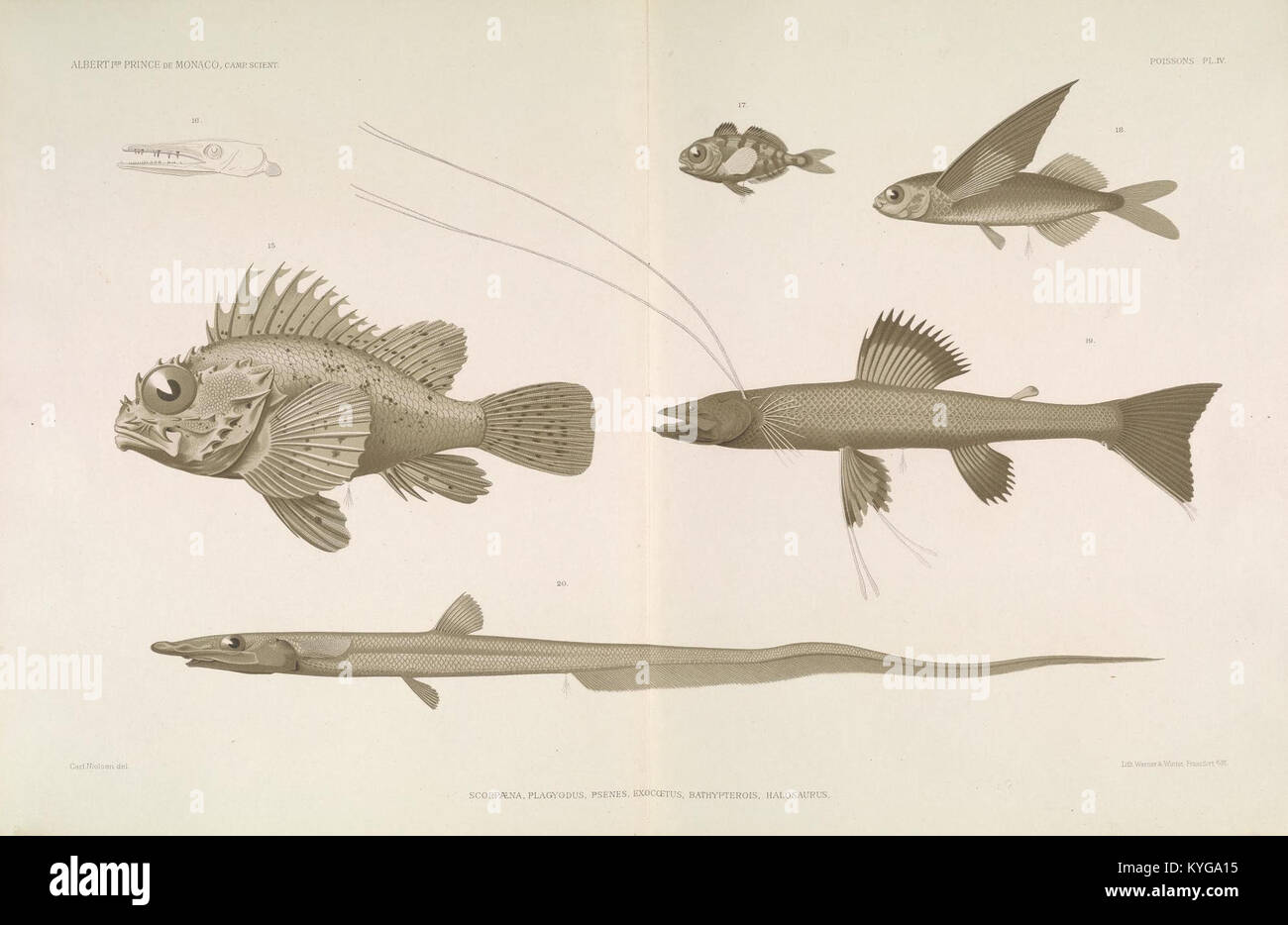 Résultats des campagnes scientifiques accomplies sur son yacht ...