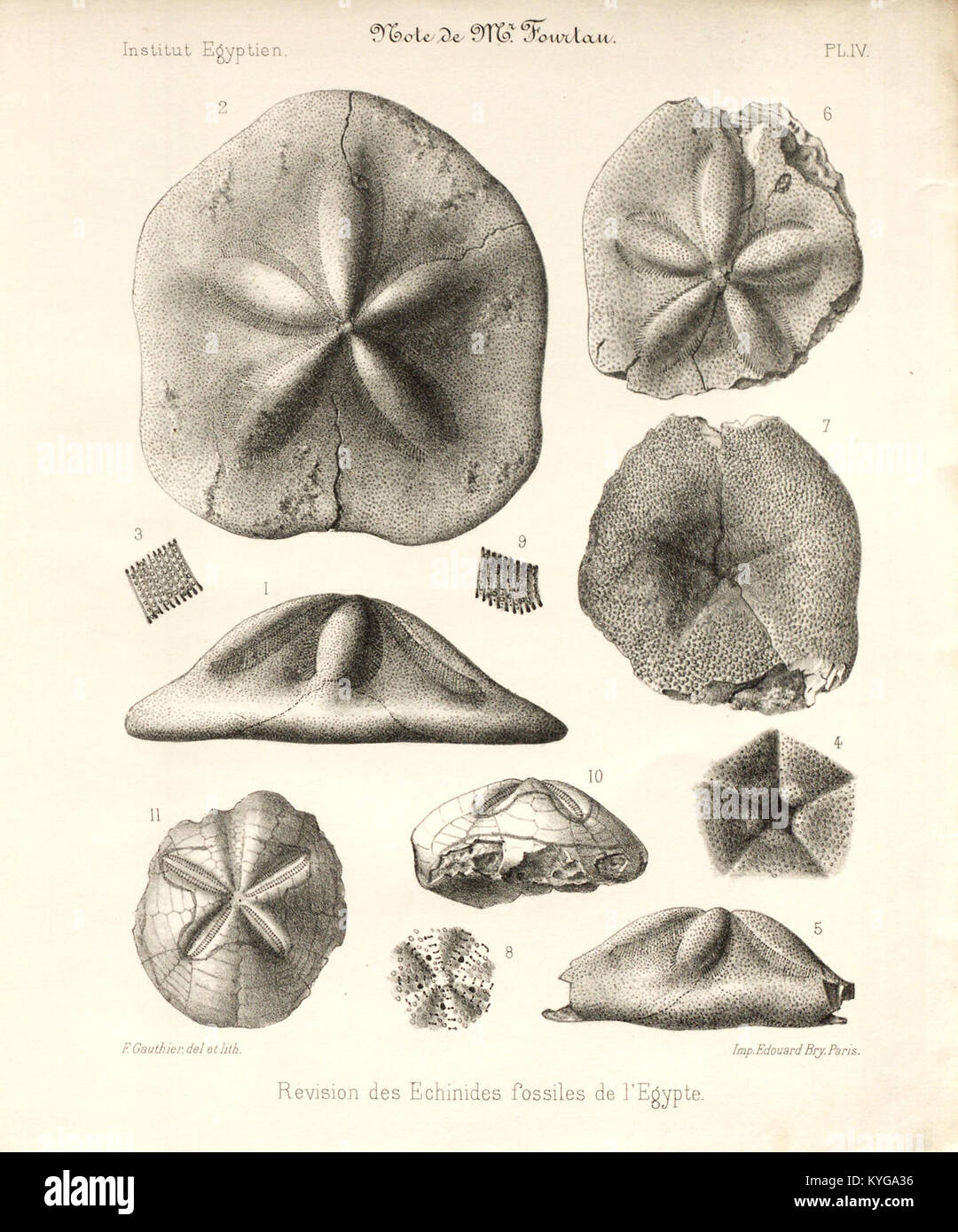 Echinoids hi-res stock photography and images - Alamy