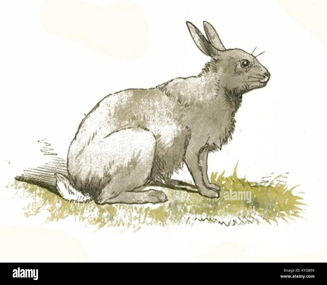 A detailed drawing of a rabbit, highlighting the animal's natural form ...