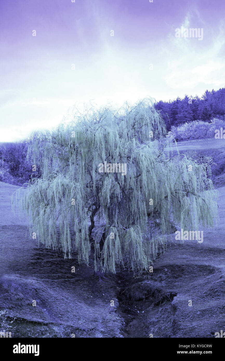 Infrared tree background, blue colored abstract nature image Stock ...