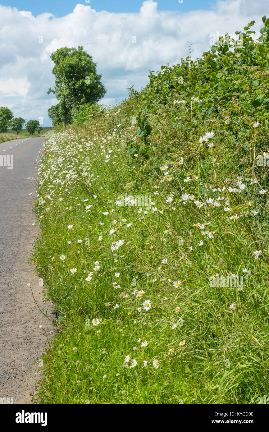 Roadside Verge Flowers Stock Photos & Roadside Verge Flowers Stock ...