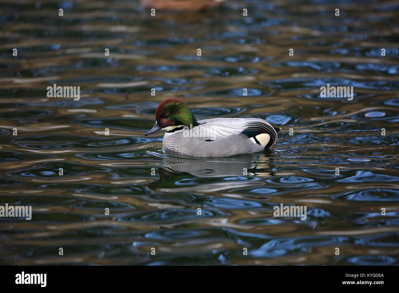 Falcated duck (Anas falcata) in Japan Stock Photo - Alamy