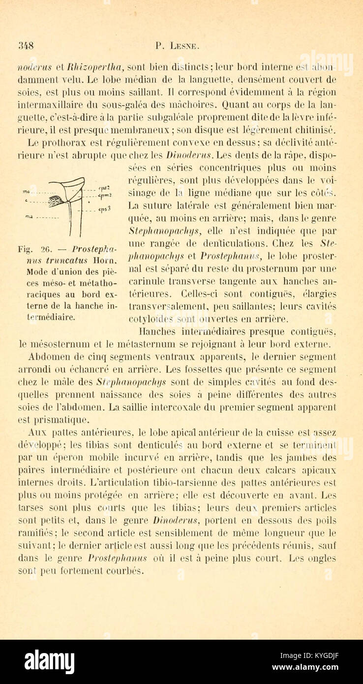The work revises Bostrychidae beetles, emphasizing taxonomy, species ...