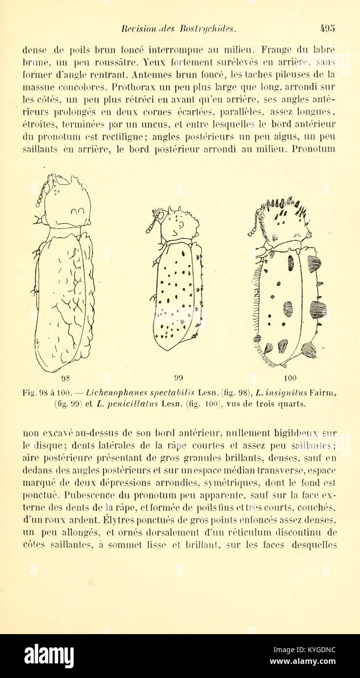 This document provides a revision of the coleopteran family ...