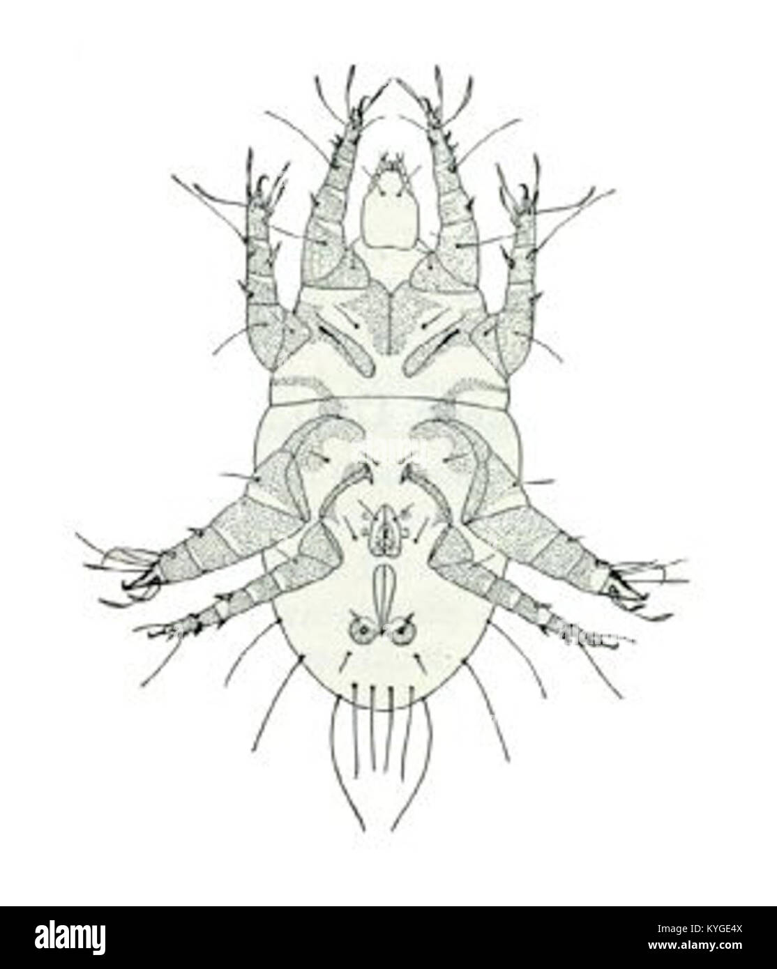 Rhizoglyphus echinopus (Drawing Stock Photo - Alamy