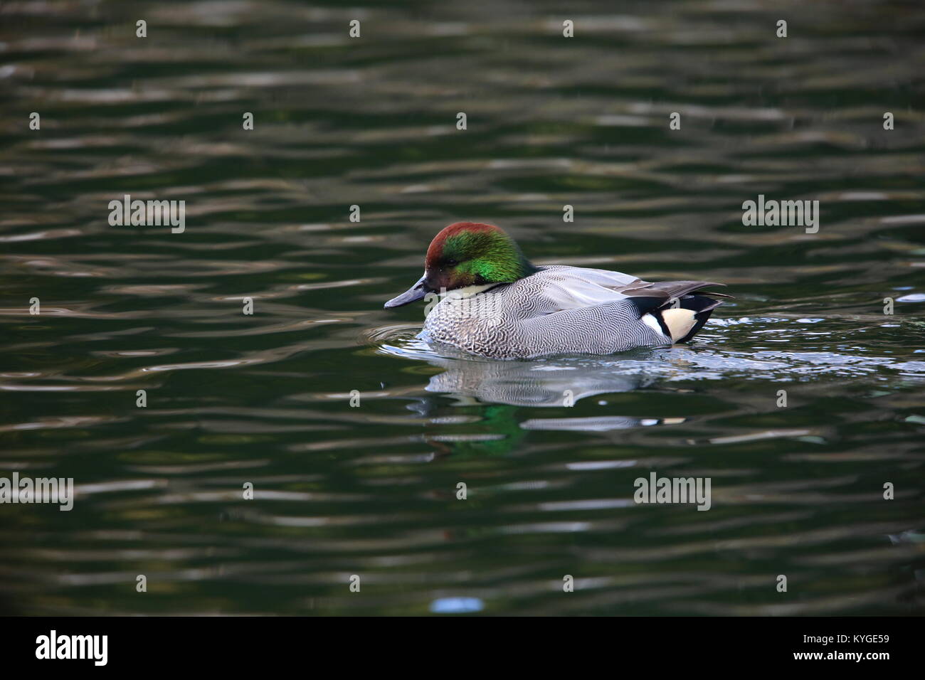 Falcated duck (Anas falcata) in Japan Stock Photo - Alamy