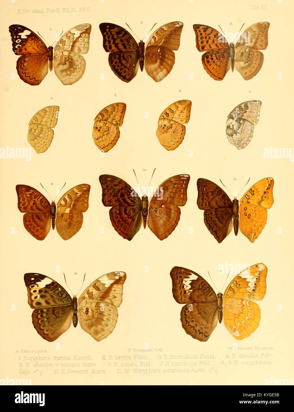 *Rhopalocera thiopica* is a species of butterfly in the family ...
