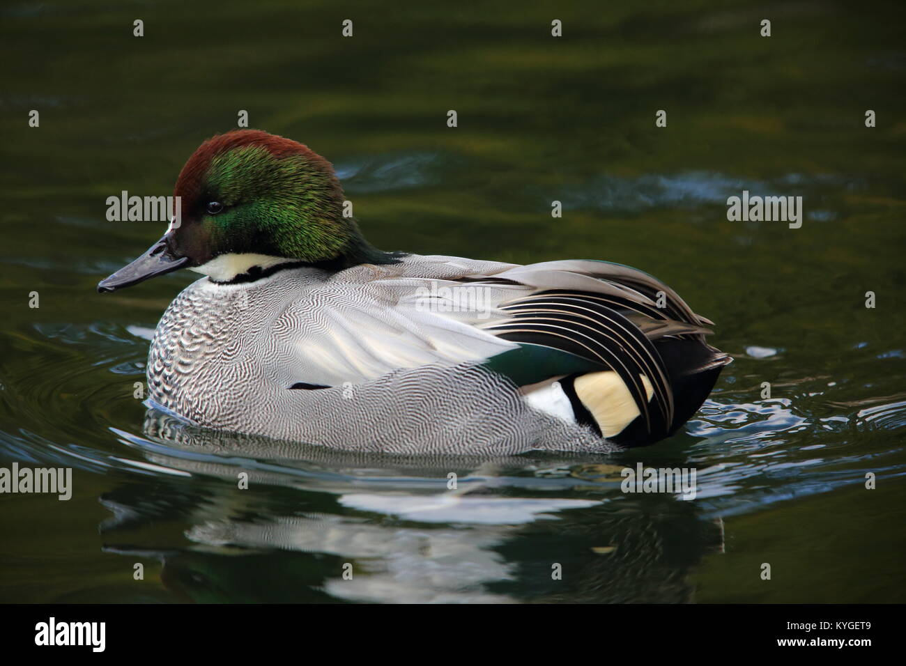 Falcated duck hi-res stock photography and images - Alamy