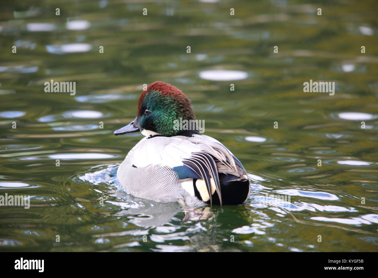 Falcated hi-res stock photography and images - Alamy