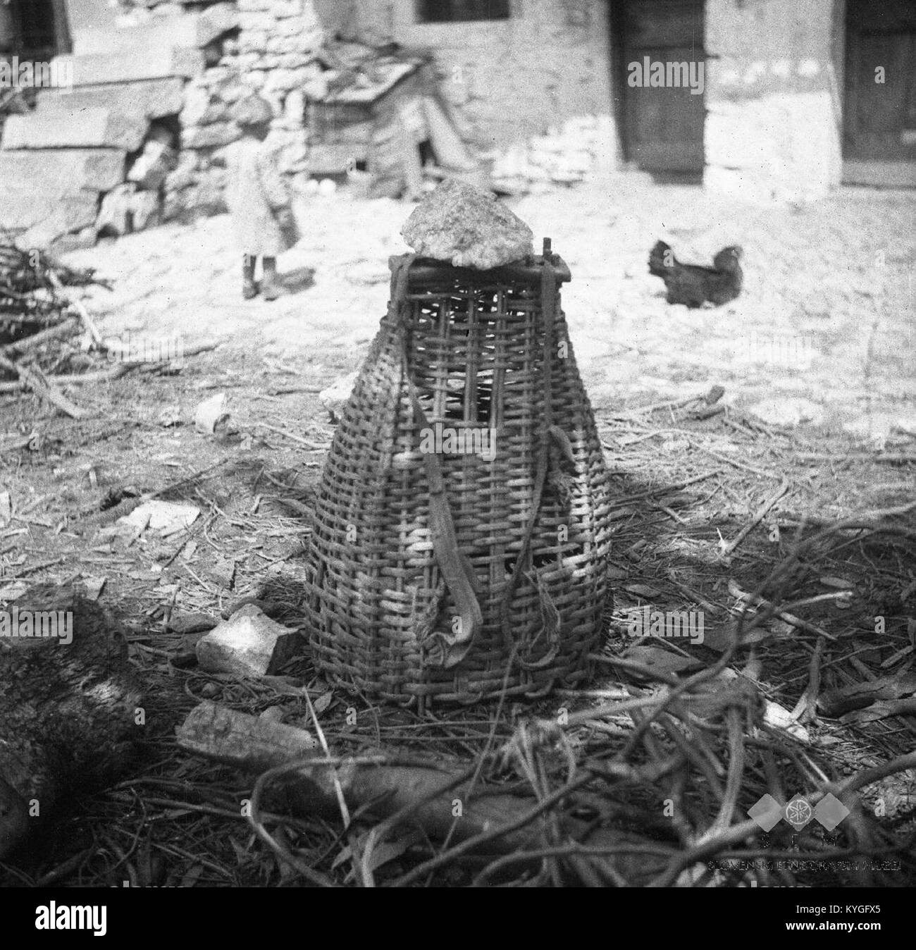 In 1951, Robidišče, Slovenia, depicts rural practice where a tied ...