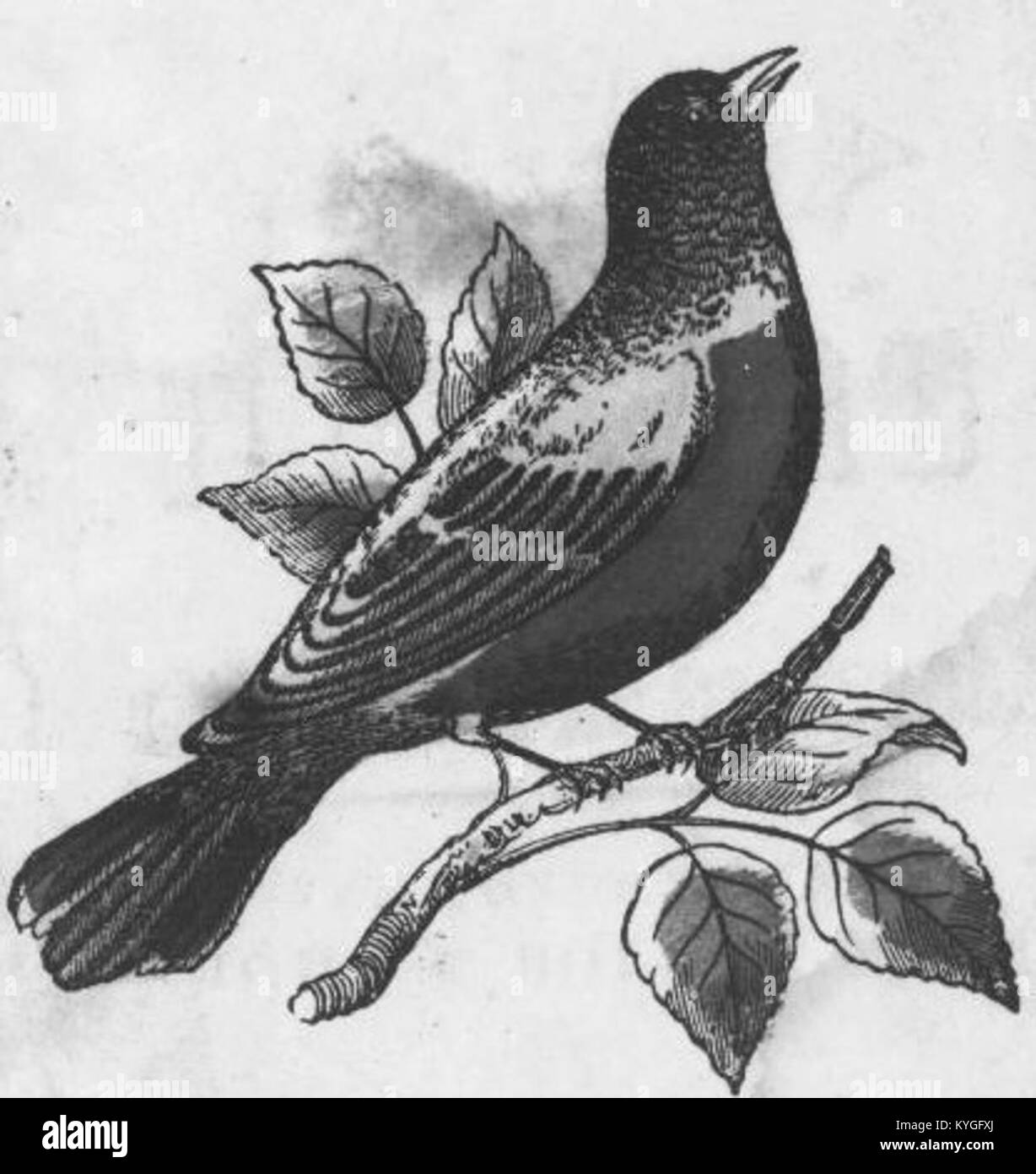 Robin bird drawing drawing hi-res stock photography and images - Alamy