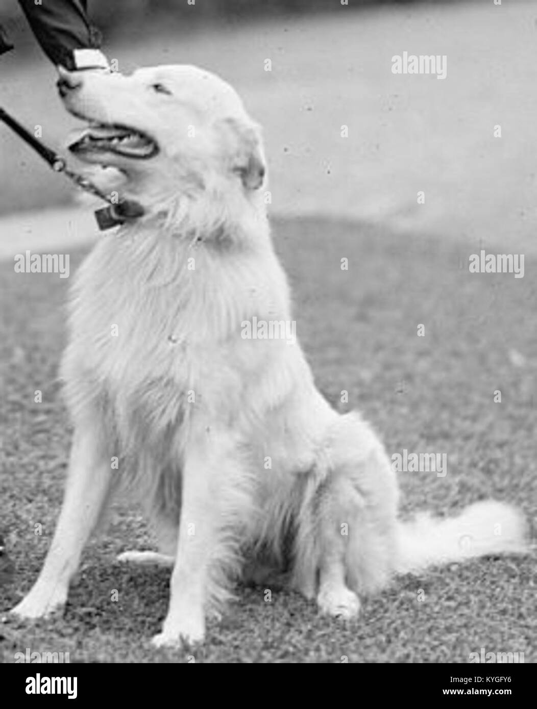 Roy dog hi-res stock photography and images - Alamy