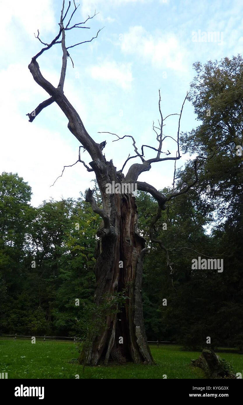 This photograph shows the famous oak trees in Rogalin, Poland, a ...