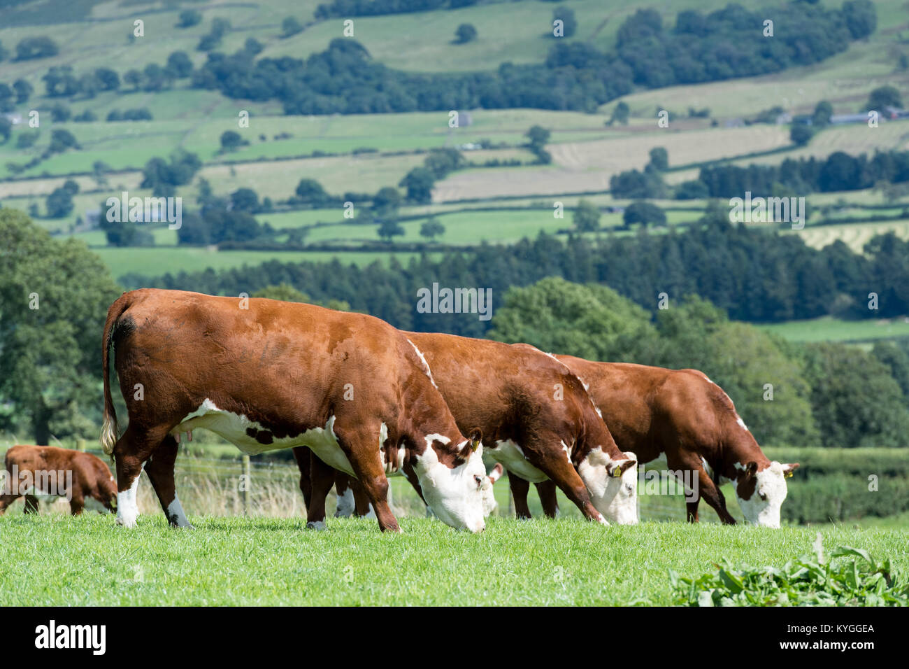 Red and white faced cattle hi-res stock photography and images - Alamy