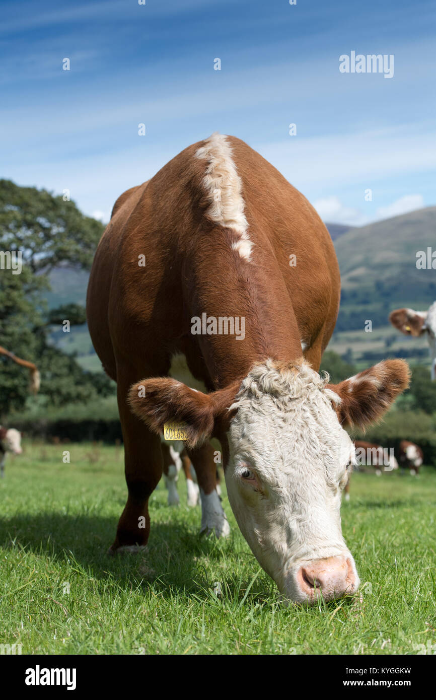 White faced hereford calf in hi-res stock photography and images - Alamy