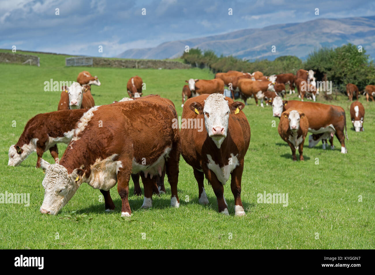 Herd of Hereford beef cattle in the English landscape, Cumbria, UK ...