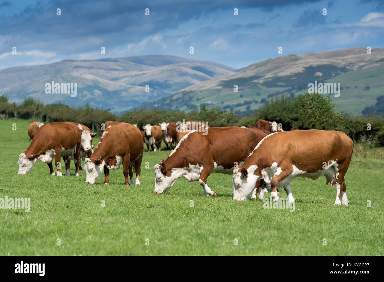 Cattle farming uk landscape hi-res stock photography and images - Alamy