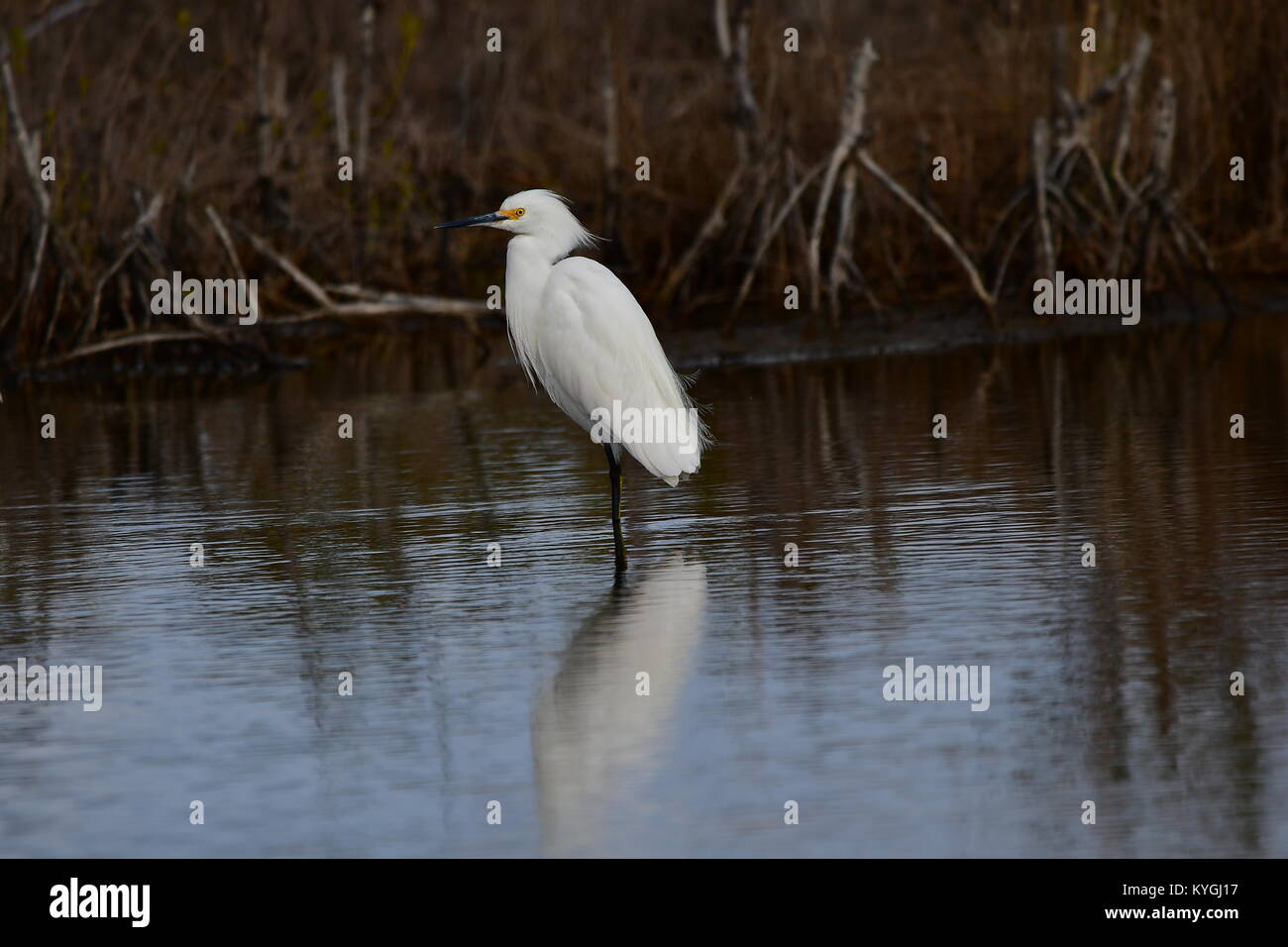 Motionless bird hi-res stock photography and images - Alamy