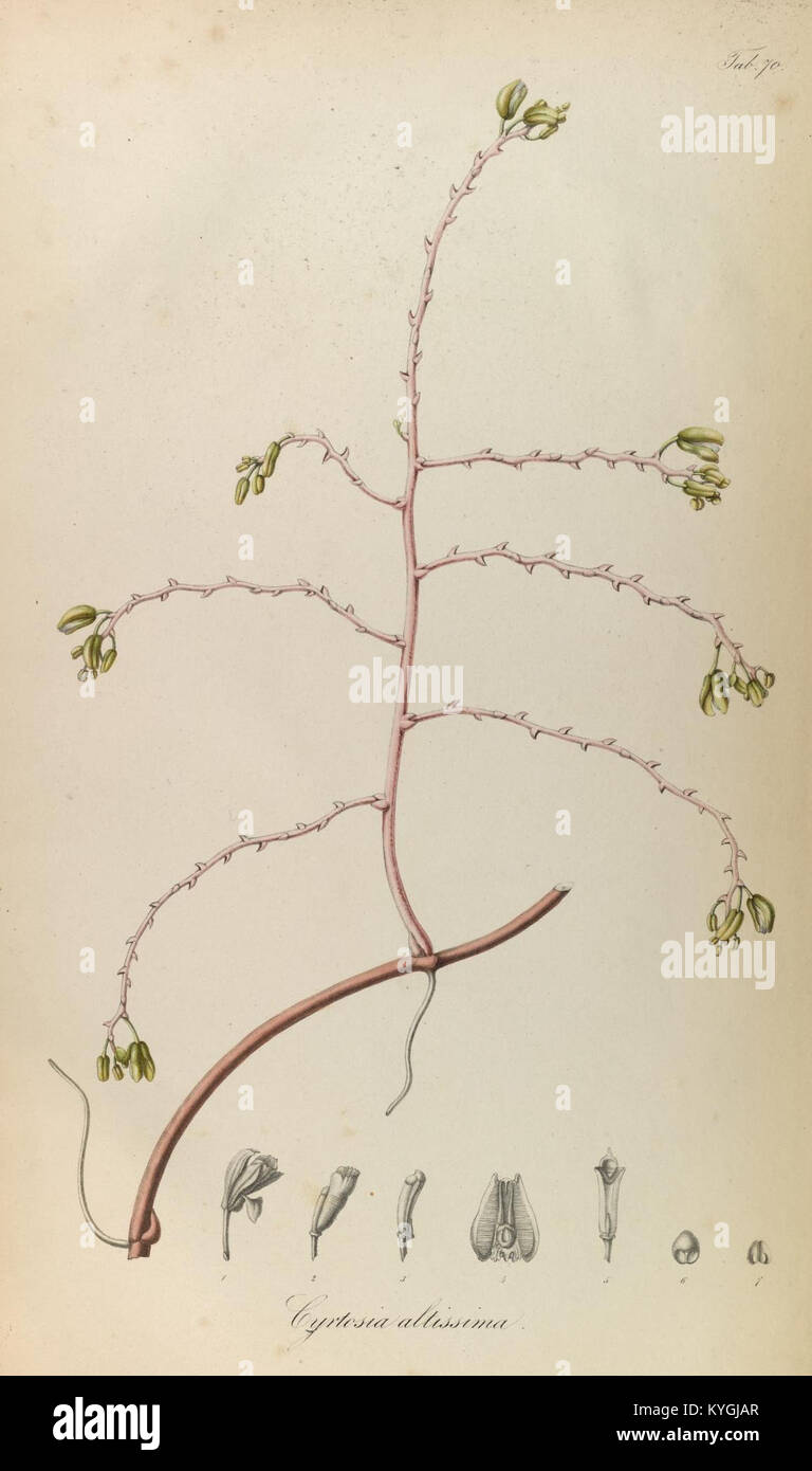 This botanical work, focusing on the plants of Eastern India, provides ...