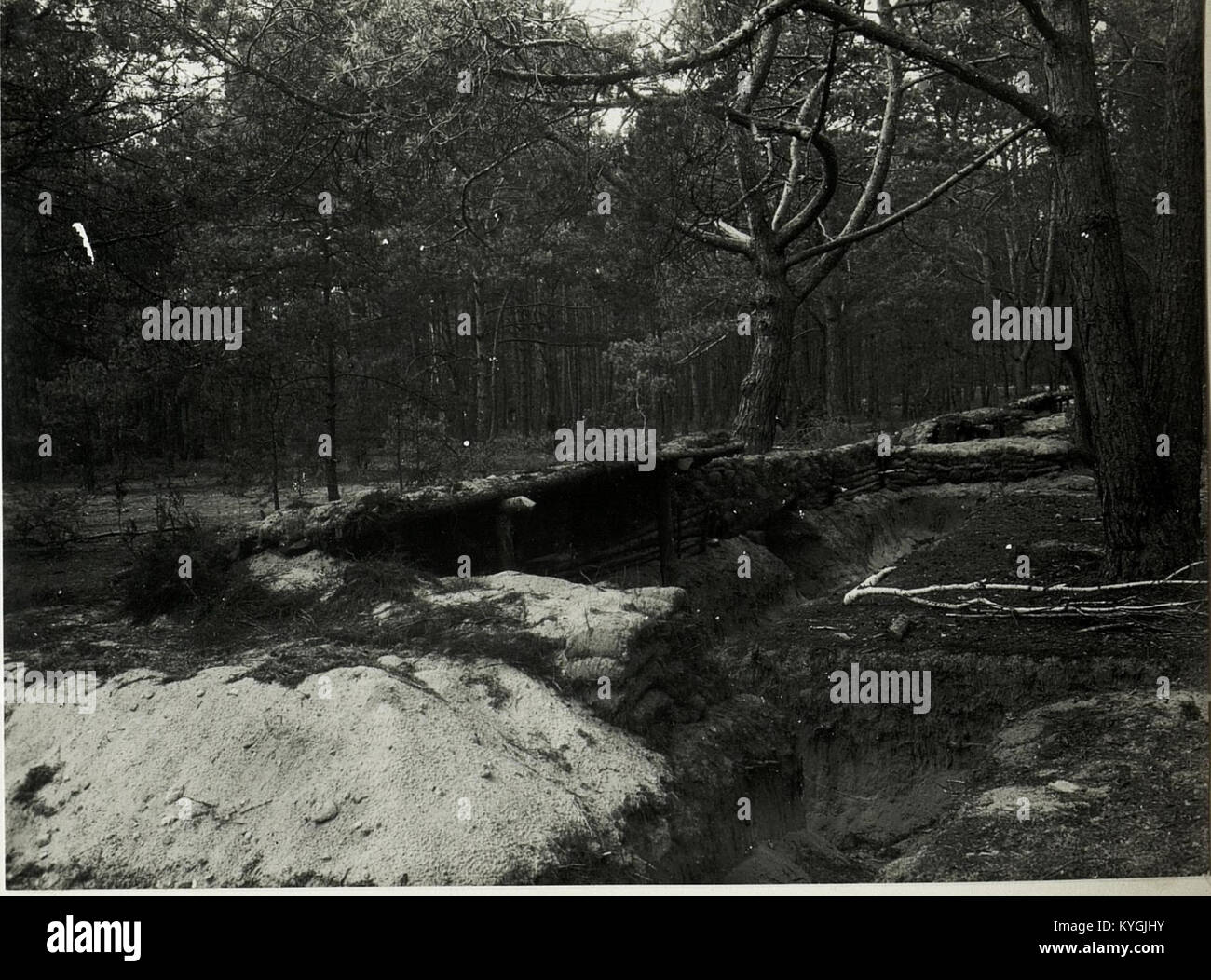 This image depicts a Russian trench in the forest north of Widuch ...