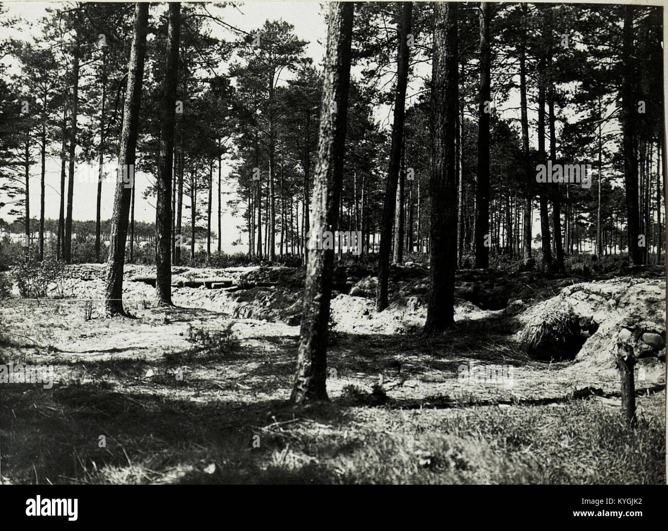 This photograph captures a *Russian reserve position in the forest near ...