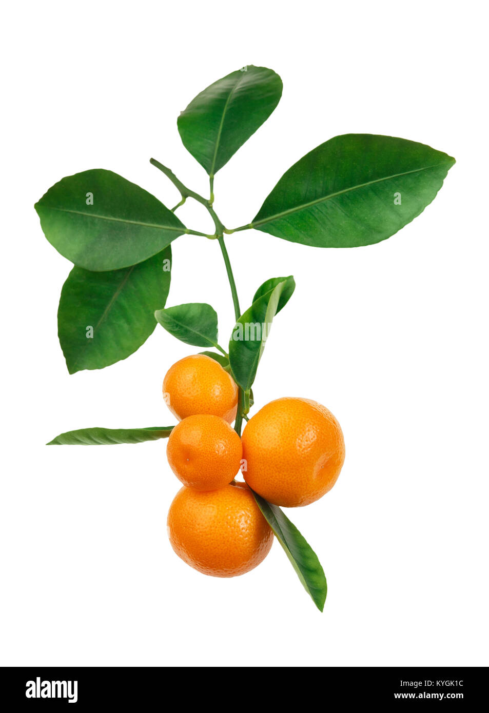 Orange tangerines green branch hi-res stock photography and images - Alamy