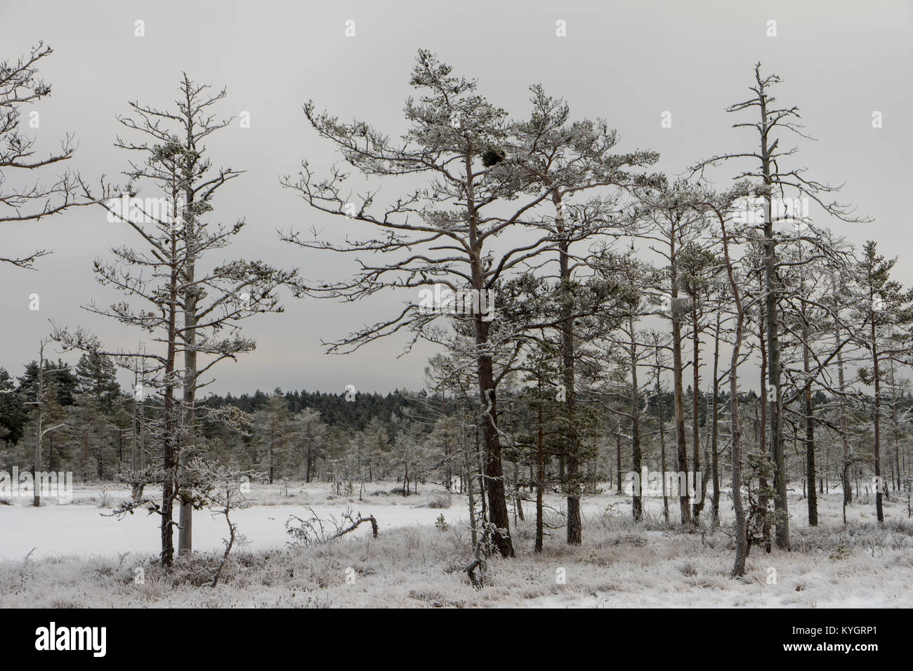 Beautiful winter forest Stock Photo - Alamy