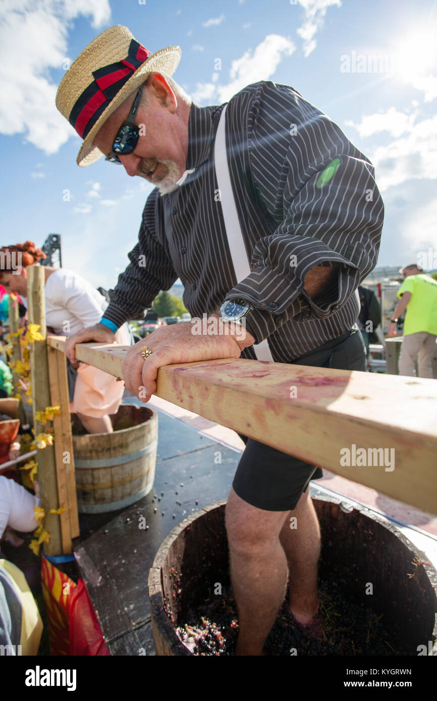 Competitors in the grape stomp celebrating at the annual Festival of ...