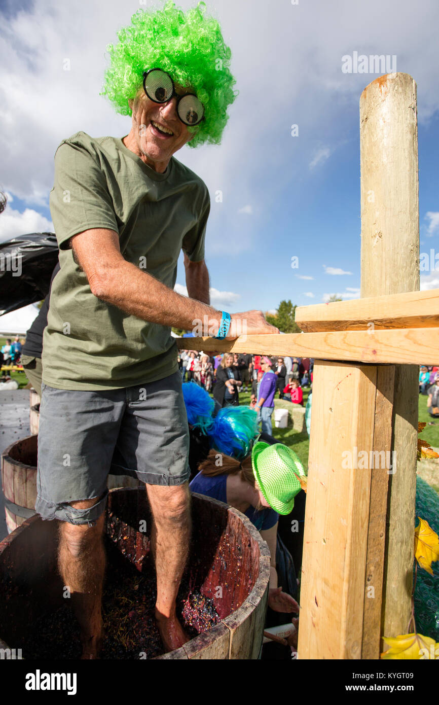 Competitors in the grape stomp celebrating at the annual Festival of ...