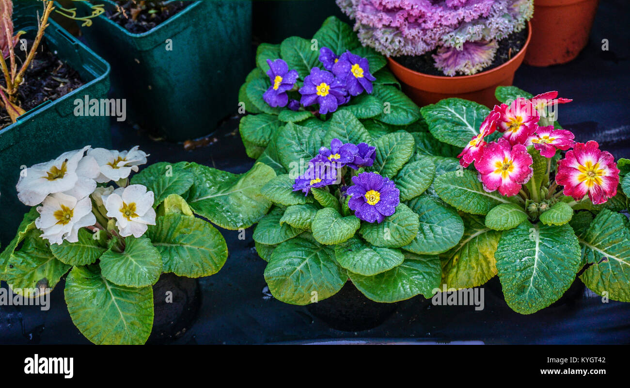 Primrose plants in flowerpots 1 Stock Photo - Alamy