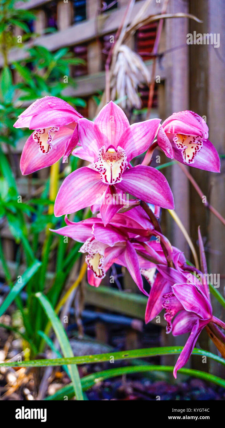 Winter Orchid Cymbidium in pink tones Stock Photo - Alamy