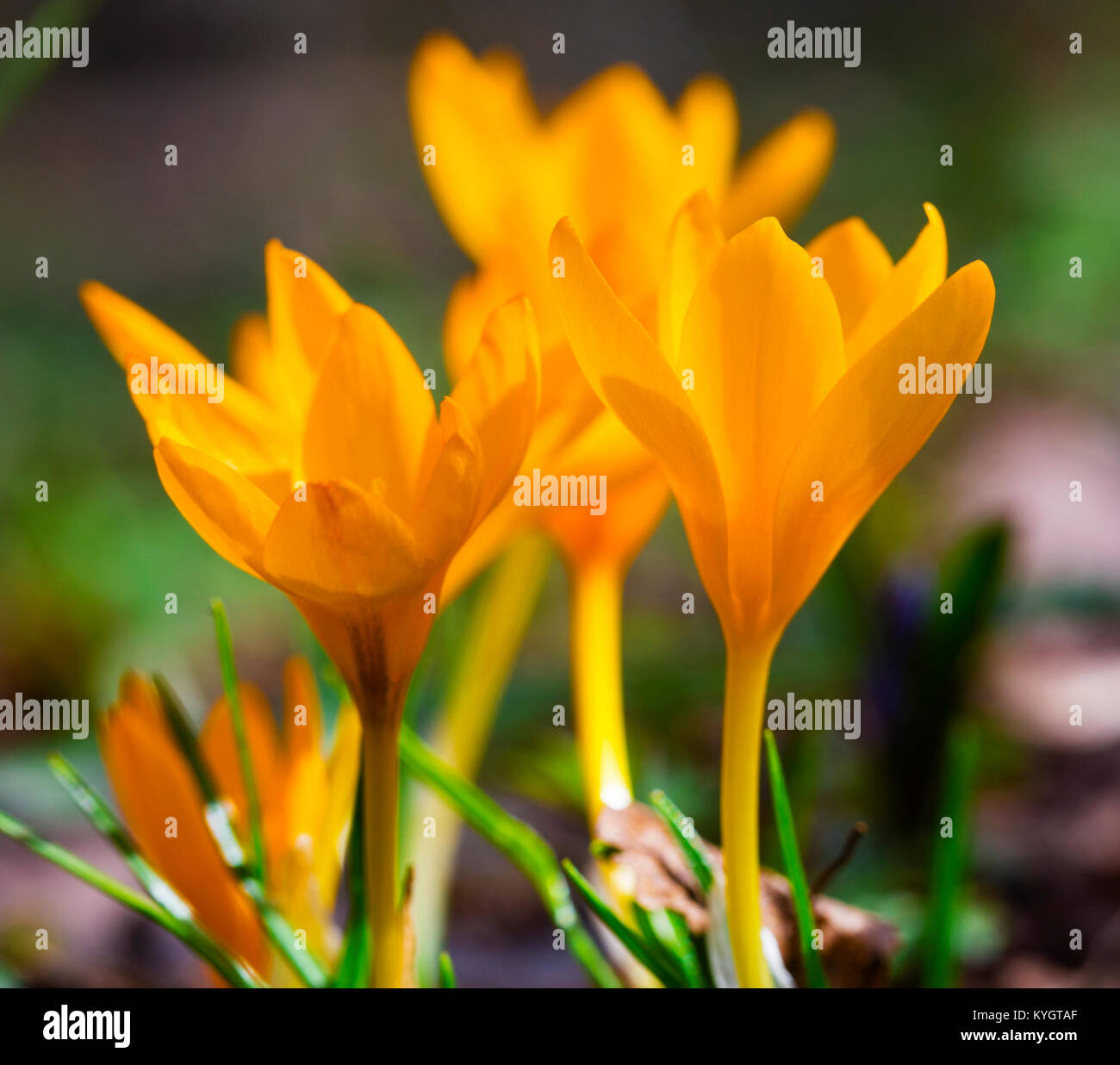 Beautiful yellow crocus flowers closeup Stock Photo - Alamy